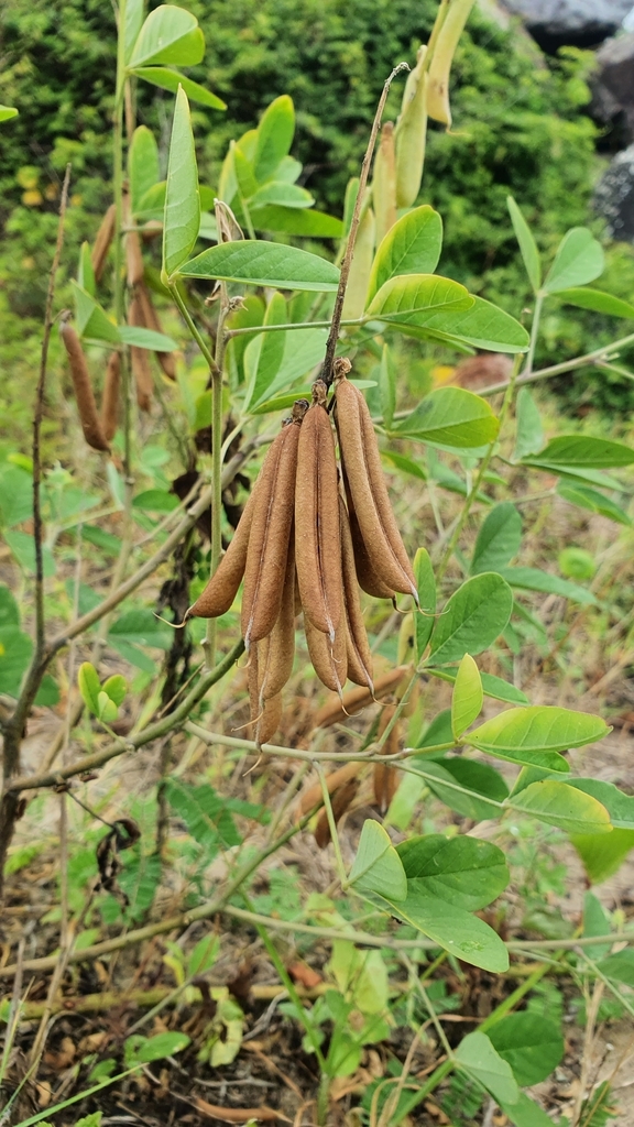 Streaked Rattlepod from Centro, Navegantes - SC, Brasil on January 2 ...