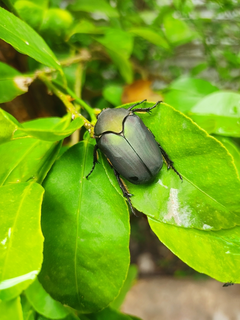 Green June Beetles from 41180 Apango, Gro., México on August 4, 2023 at ...