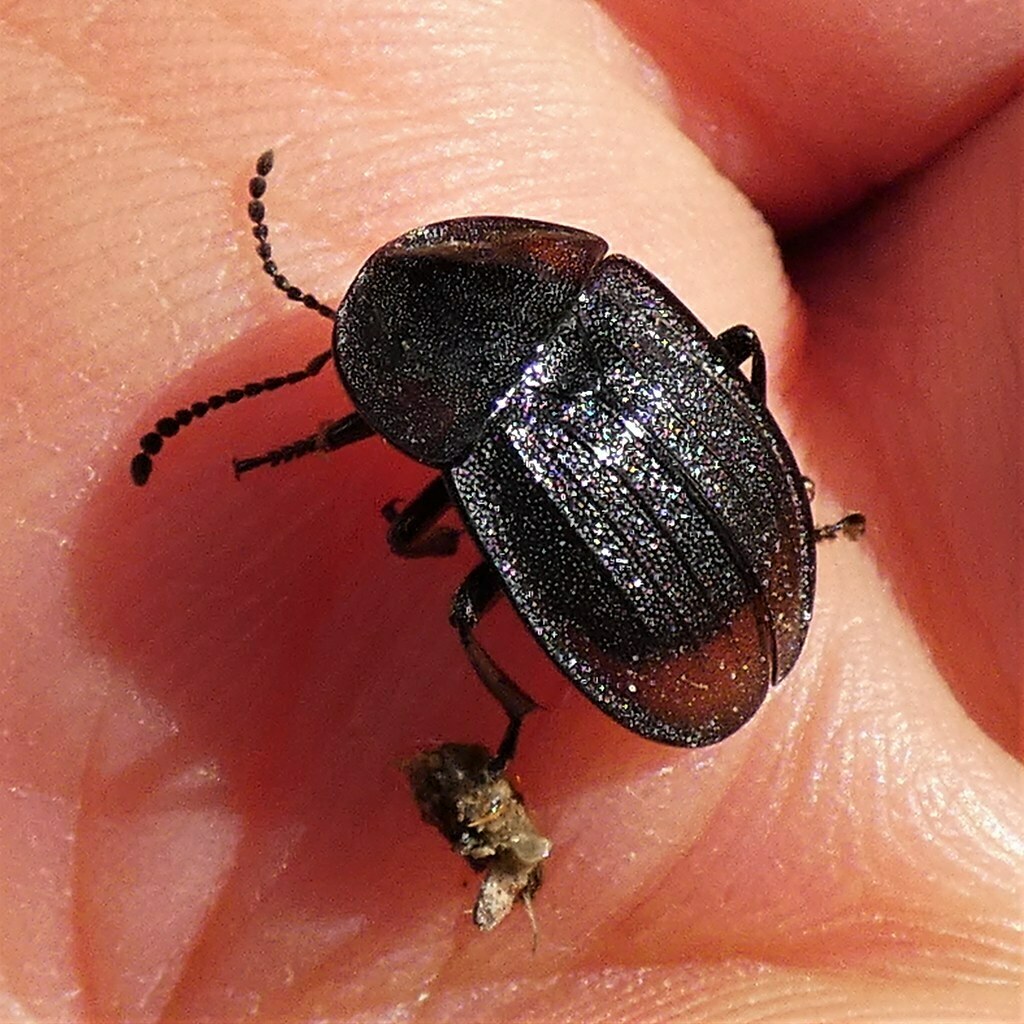 Black snail beetle from 34587 Felsberg, Deutschland on August 31, 2022 ...