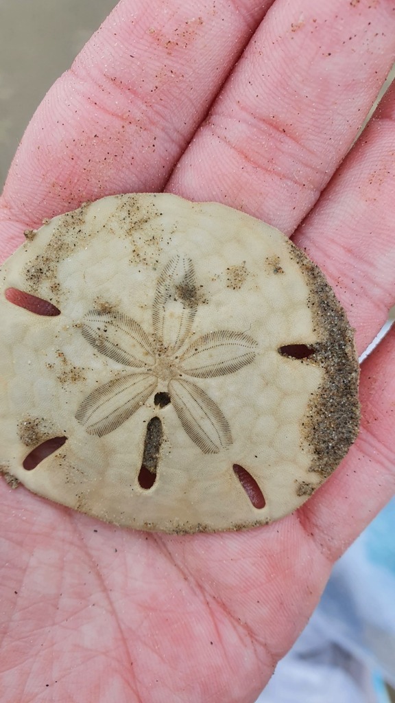 Sea Biscuits from Navegantes, SC, Brasil on July 16, 2022 by Tamily ...