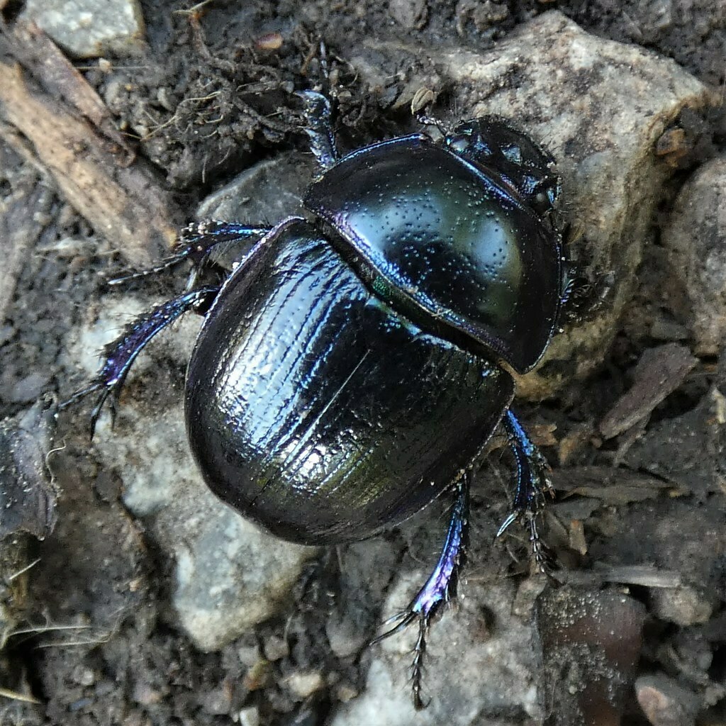 Woodland Dor Beetle from 34587 Felsberg, Deutschland on July 22, 2022 ...