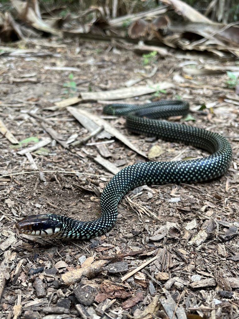 Speckled Racer in December 2023 by Josh Benavidez · iNaturalist