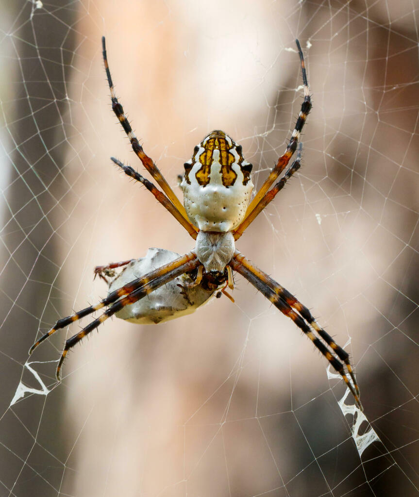 Florida Garden Spider from Marion County, US-FL, US on July 25, 2020 at ...