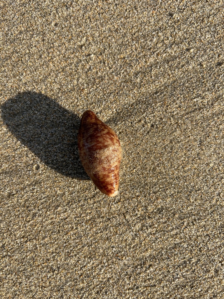 Sweet Potato Sea Cucumber from Santa Ana River Jetties, Newport Beach ...