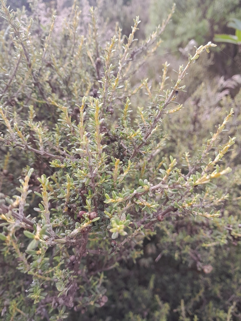 Coastal tree daisy from Brooklyn, Wellington, New Zealand on January 3 ...