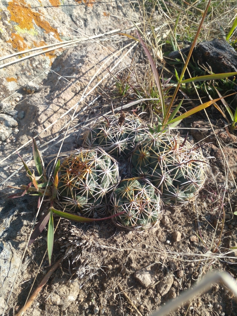 Coryphantha radians in December 2023 by Emmanuel Antonio Carreño ...