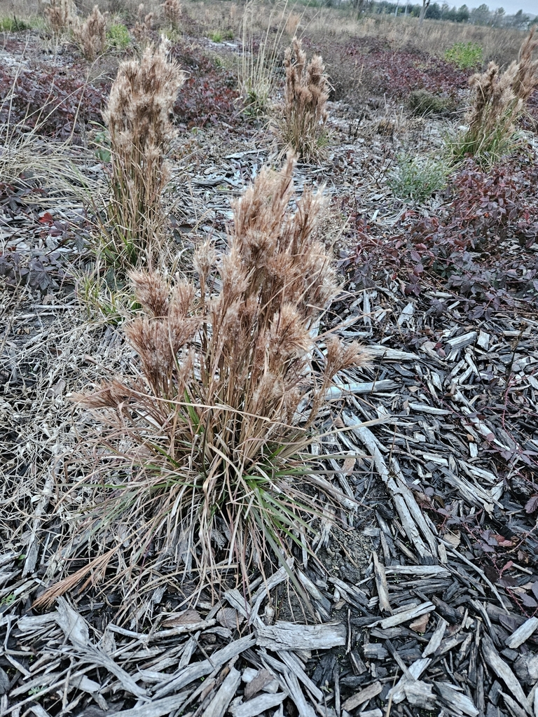 maritime bluestem from Sylvan Rodriguez Park on January 2, 2024 at 05: ...