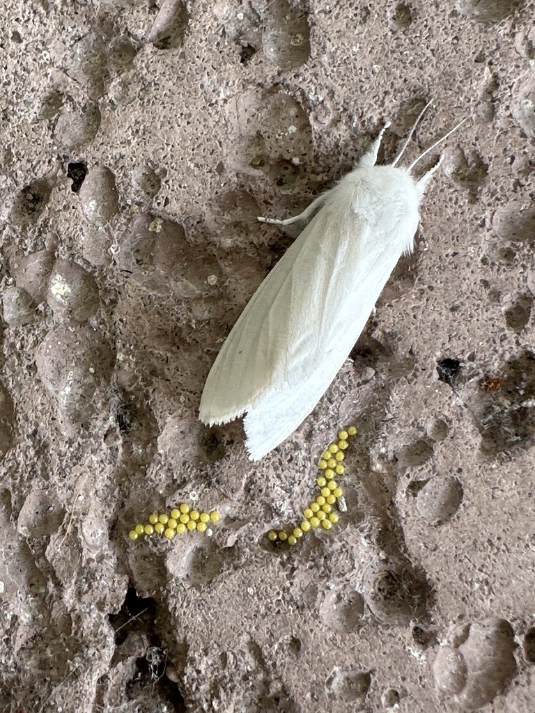 Virginian Tiger Moth from Florida Gulf Coast University, Fort Myers, FL ...