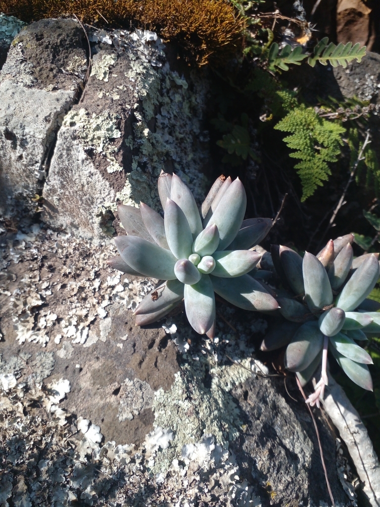 Pachyphytum compactum in December 2023 by Emmanuel Antonio Carreño ...