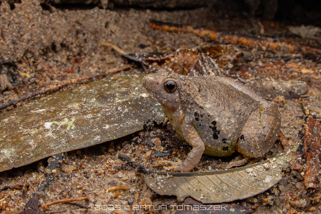 Large Pygmy Frog in December 2023 by Artur Tomaszek · iNaturalist