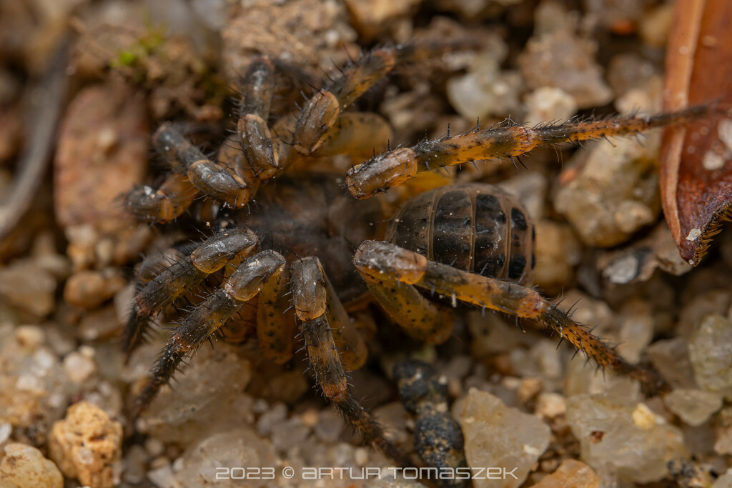 Basal Segmented Spiders in December 2023 by Artur Tomaszek · iNaturalist