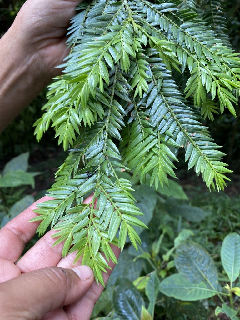 Podocarps in January 2024 by Dali Falero · iNaturalist