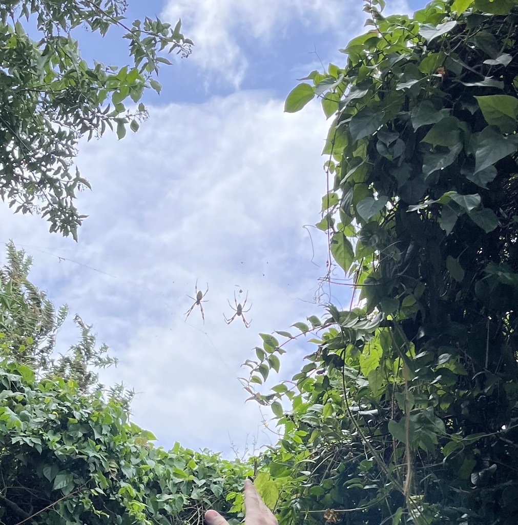Spiders from Main Island, Bermuda, BM on September 3, 2023 at 01:40 PM ...