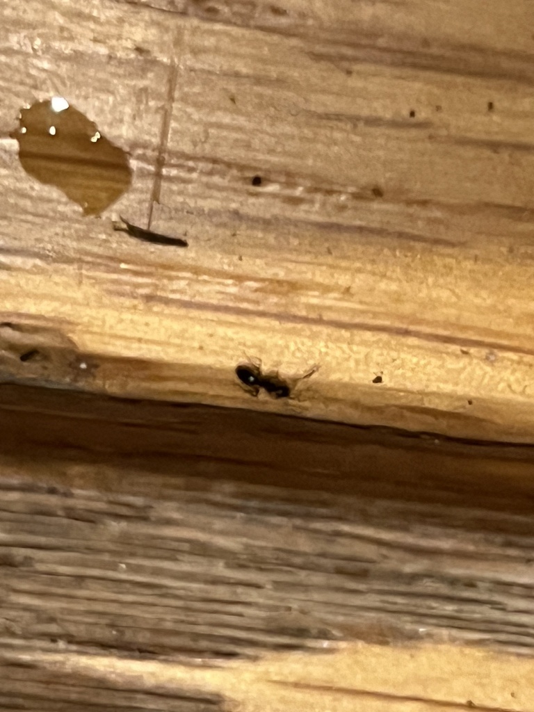 Odorous House Ant from 14th Ave, San Mateo, CA, US on January 2, 2024 ...