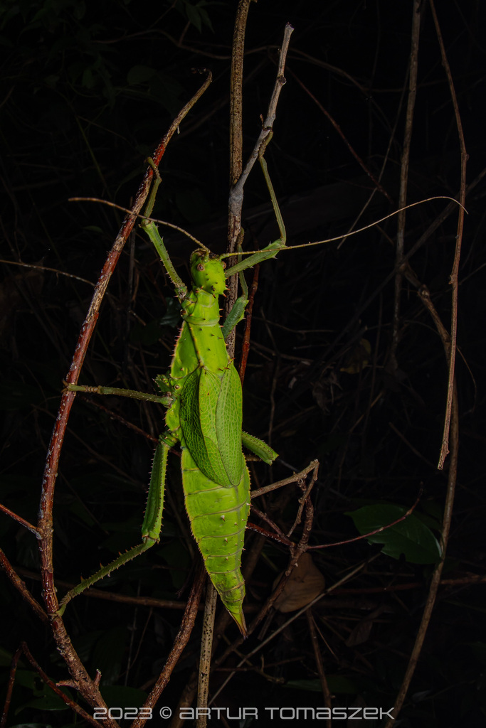 Malayan Jungle Nymph in December 2023 by Artur Tomaszek · iNaturalist