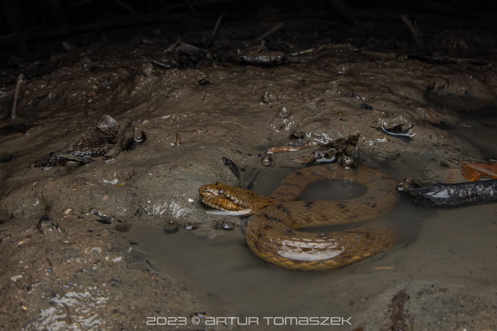 Southeast Asian Bockadam in December 2023 by Artur Tomaszek · iNaturalist