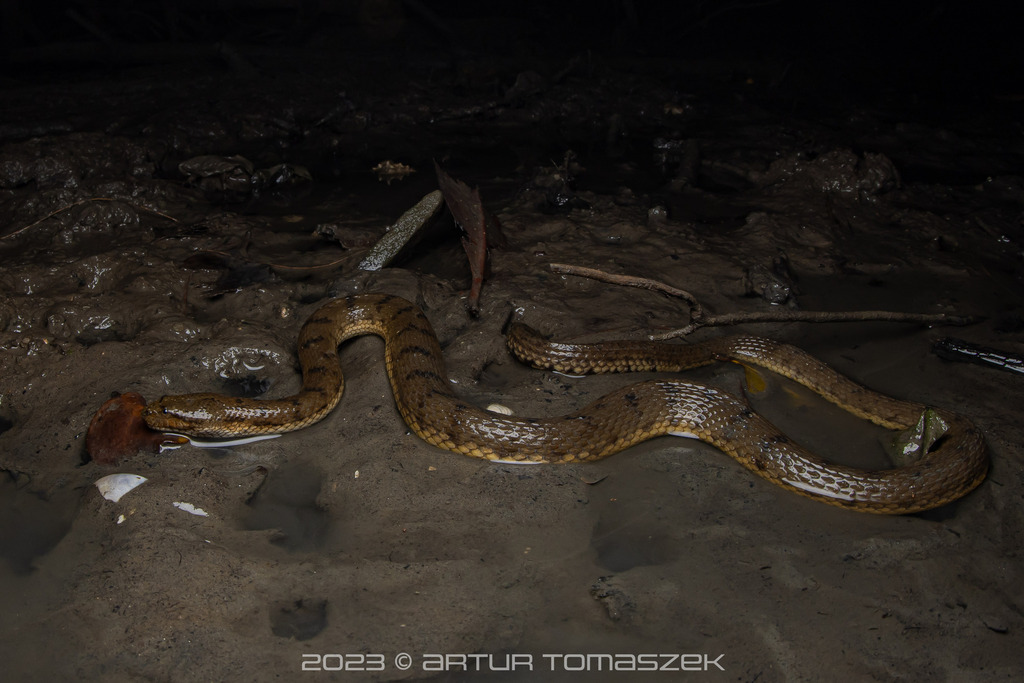 Southeast Asian Bockadam in December 2023 by Artur Tomaszek · iNaturalist