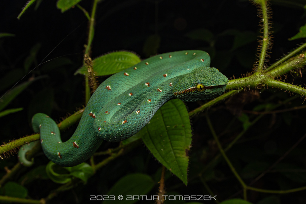 Wagler's Pit Viper in December 2023 by Artur Tomaszek · iNaturalist