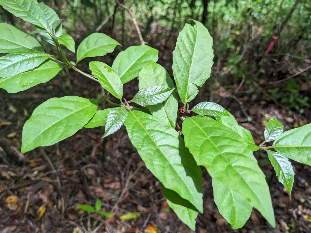 Claoxylon in January 2024 by Andrew Murdy · iNaturalist