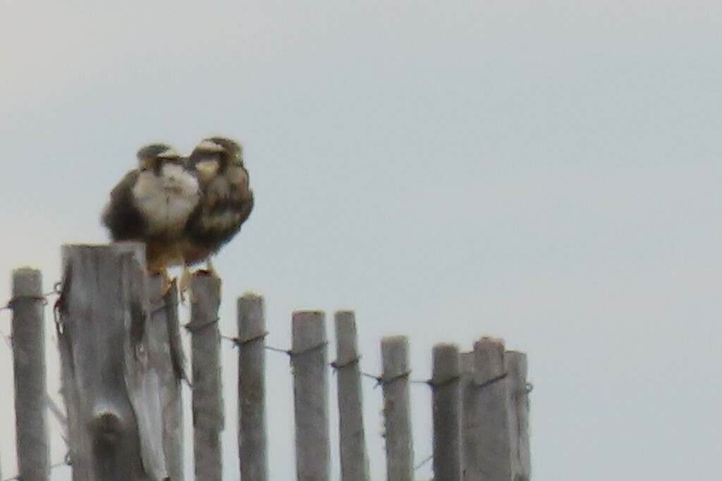 Aplomado Falcon from Magallanes, Magalhães e Antártica Chilena, Chile ...