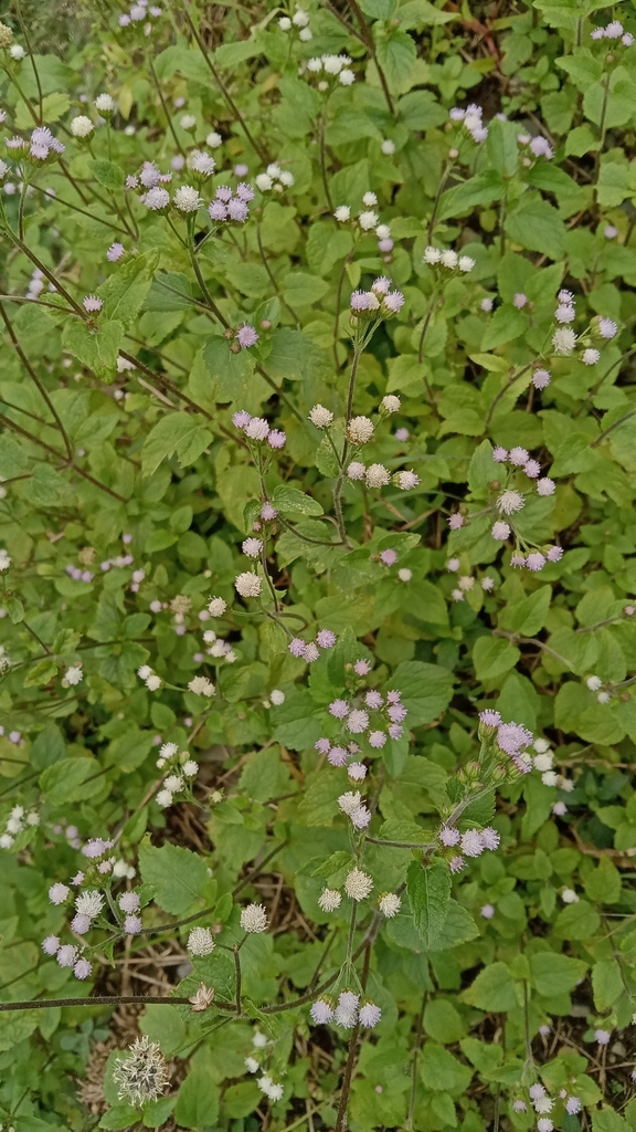 Ageratinae from Sindhwal Gaon, Uttarakhand 248143, India on September ...