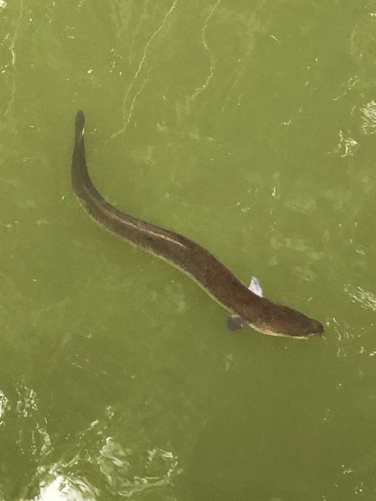 Short-finned Eel from Gold Coast Regional Botanic Gardens, Benowa, QLD ...