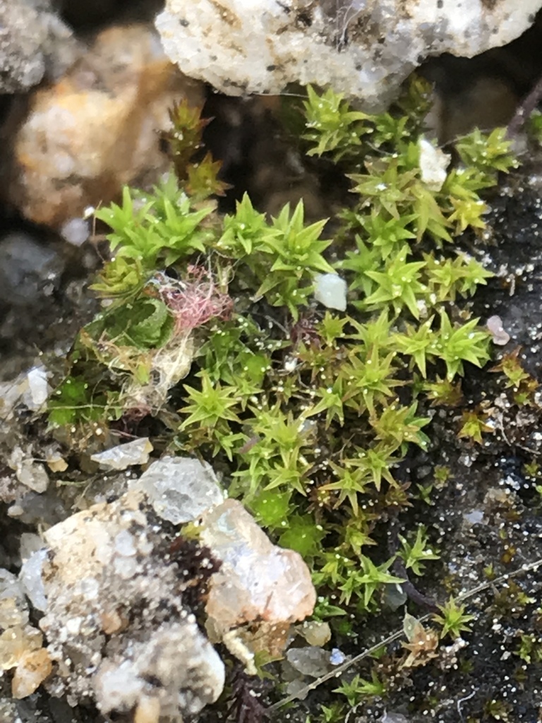 Pottiaceae from University of California - Santa Barbara, Goleta, CA ...