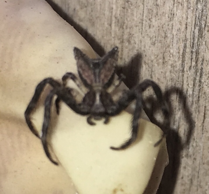 Bird-dropping Crab Spider from Peter Creese Way, Fish Hoek, WC, ZA on ...