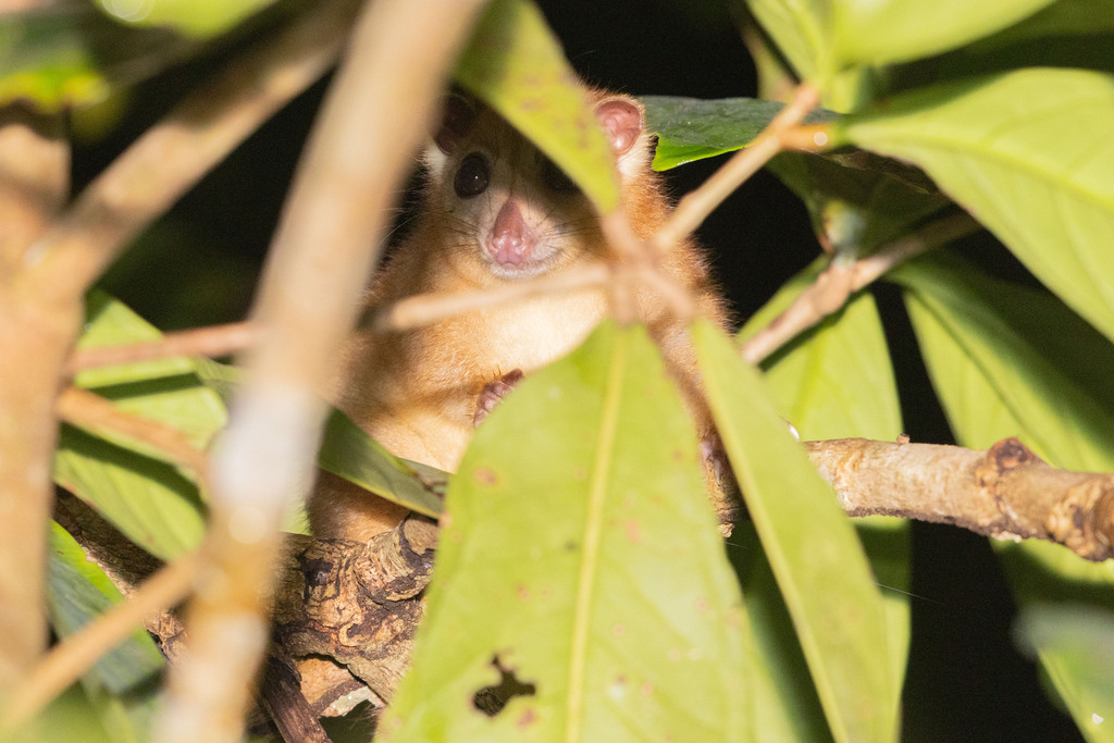 Northern Common Cuscus in December 2023 by Jono Dashper · iNaturalist