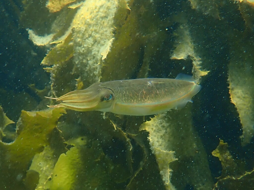 Mourning Cuttlefish from Sydney NSW, Australia on November 19, 2023 at 11:38 AM by Karsten Jarke ...