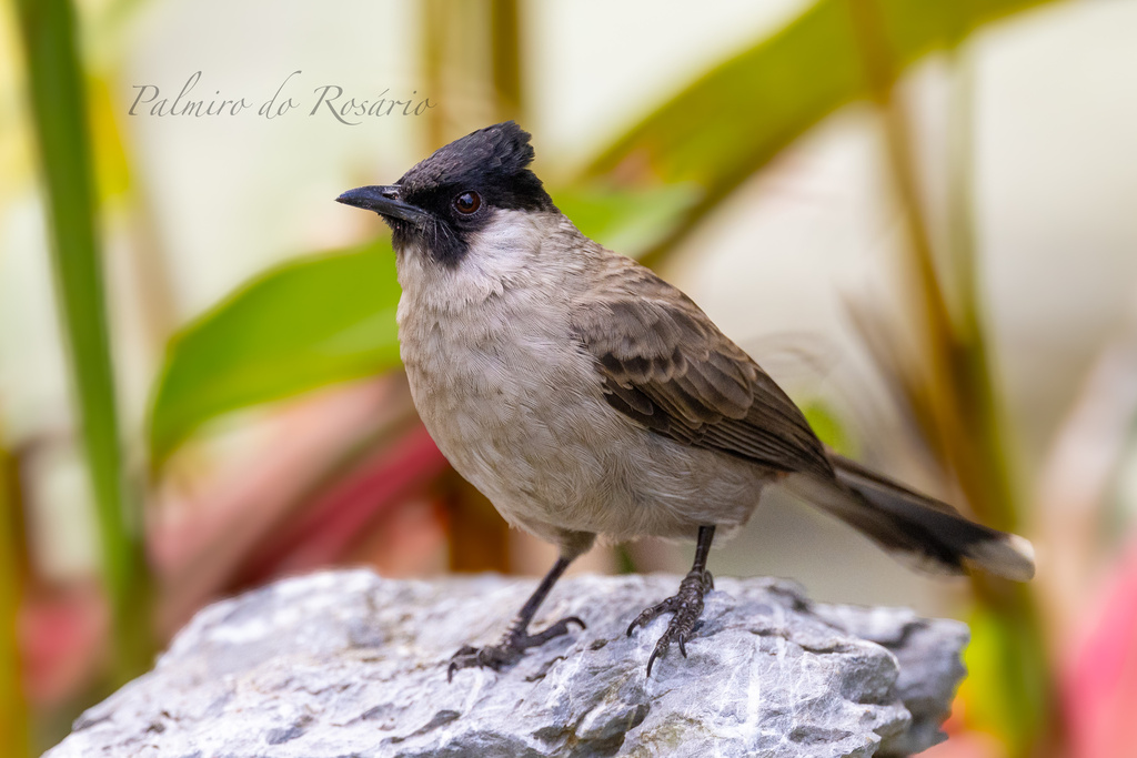Sooty-headed Bulbul from Dangzai Dao, 氹仔, MO on January 3, 2024 at 12: ...