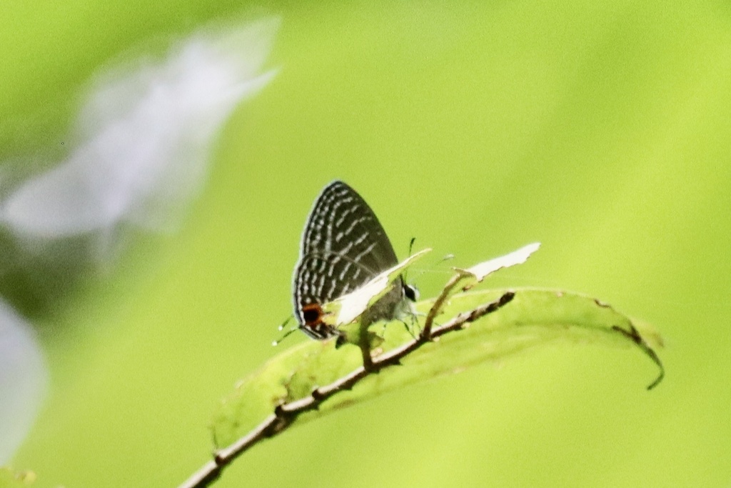 Lesser Cerulean from Sumatra, Kabupaten Tapanuli Selatan, Sumatera ...
