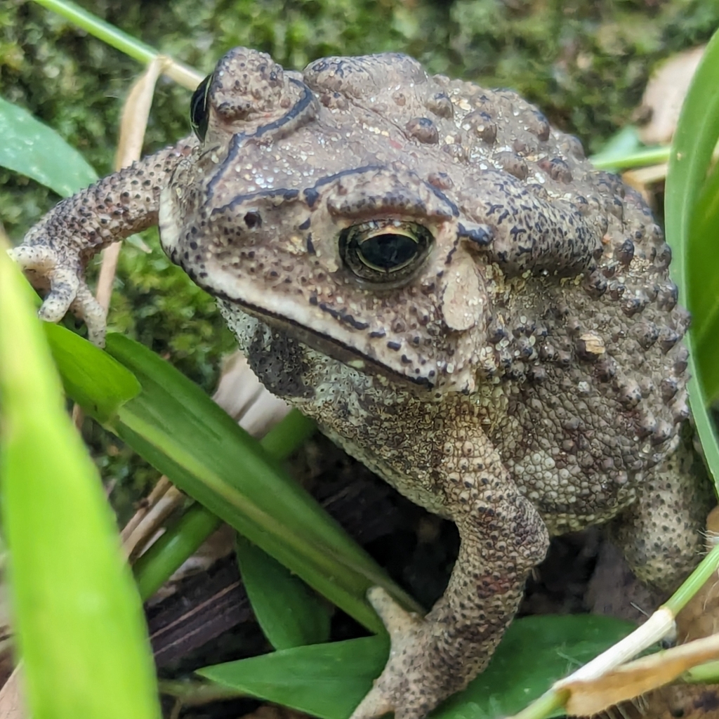 Asian Common Toad from W9R5+756, Madagascar on January 3, 2024 at 09:48 ...