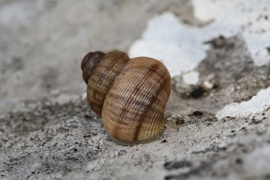 Round-mouthed Snail from Provincia autonoma di Trento, Italia on August ...