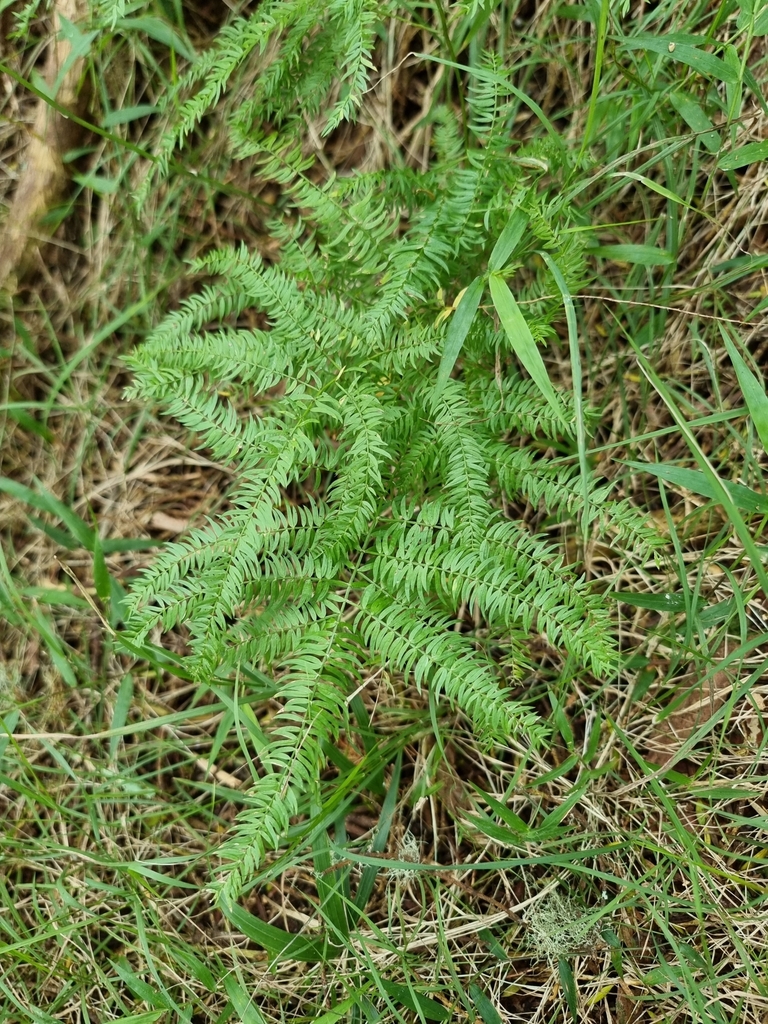 Climbing asparagus from Kauri 0185, New Zealand on January 03, 2024 at ...