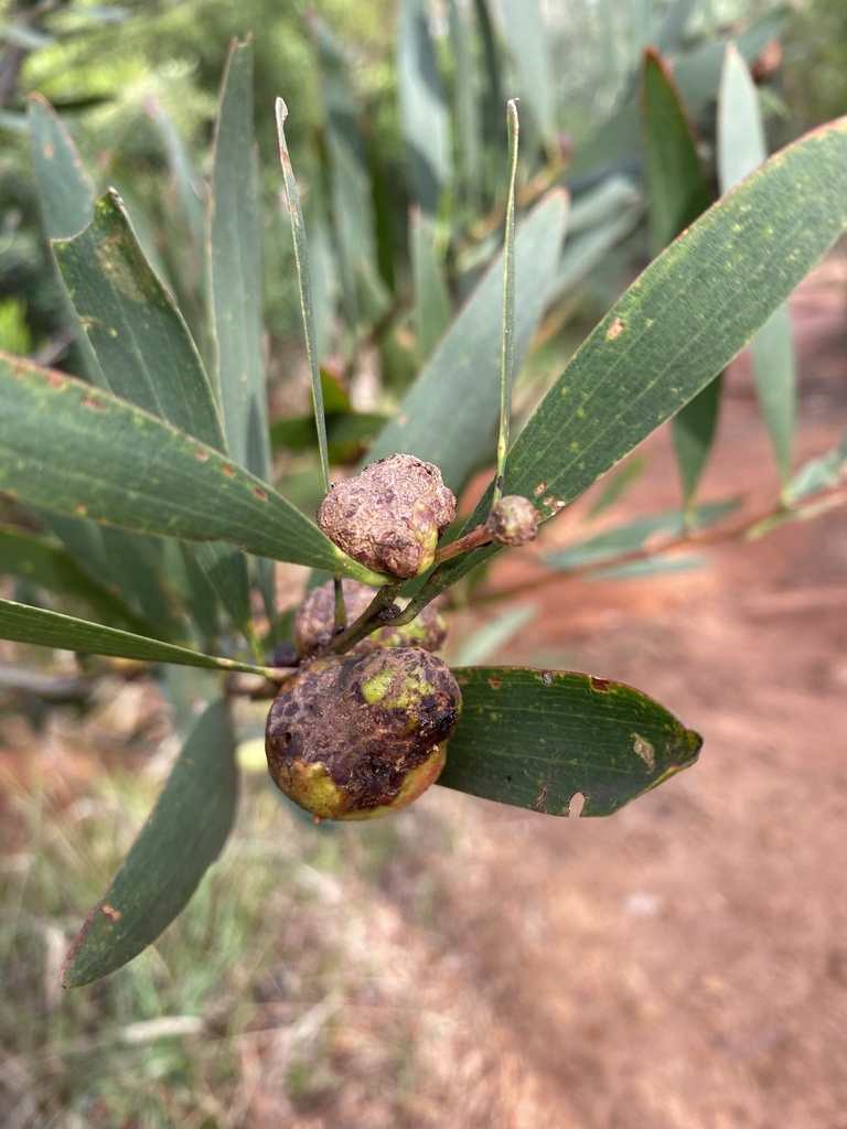 Longleaf Wattle from Wallace Ave, Frankston, VIC, AU on January 3, 2024 ...