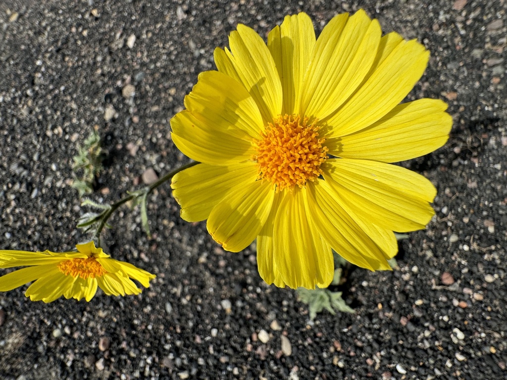 Desert Sunflower from Death Valley National Park, Death Valley, CA, US ...