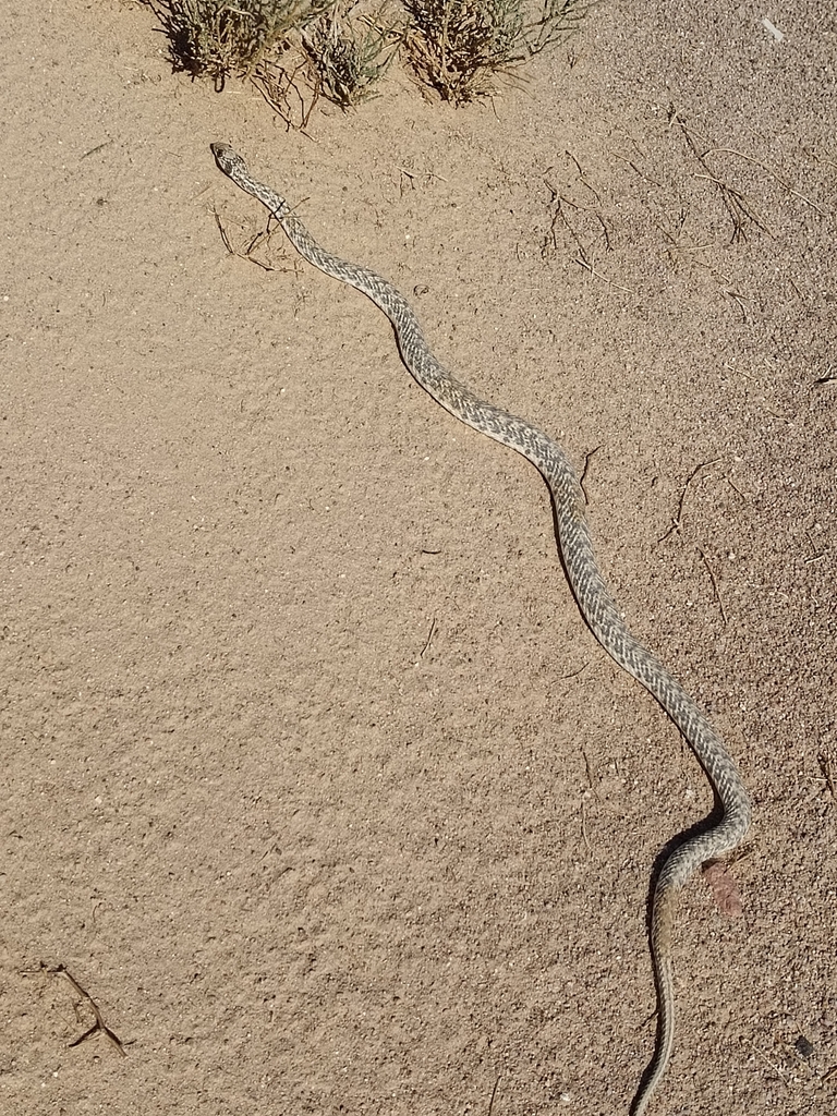 Moila Snake from 49724, Saudi Arabia on January 3, 2024 at 11:50 AM by ...