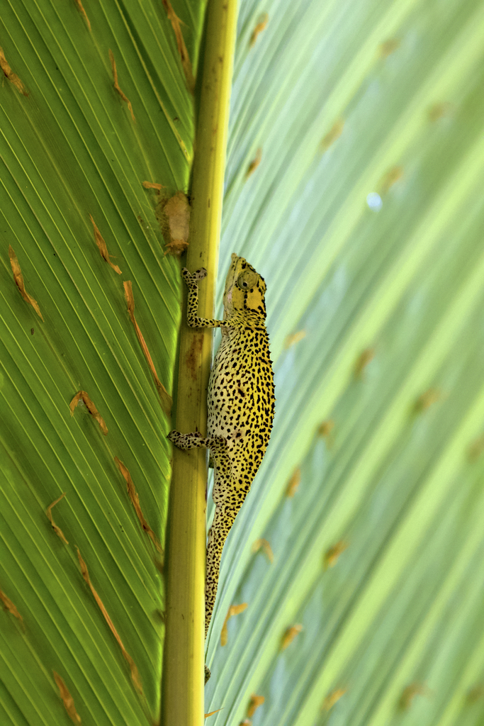 Tiger Chameleon in November 2023 by Markus A. Roesch · iNaturalist