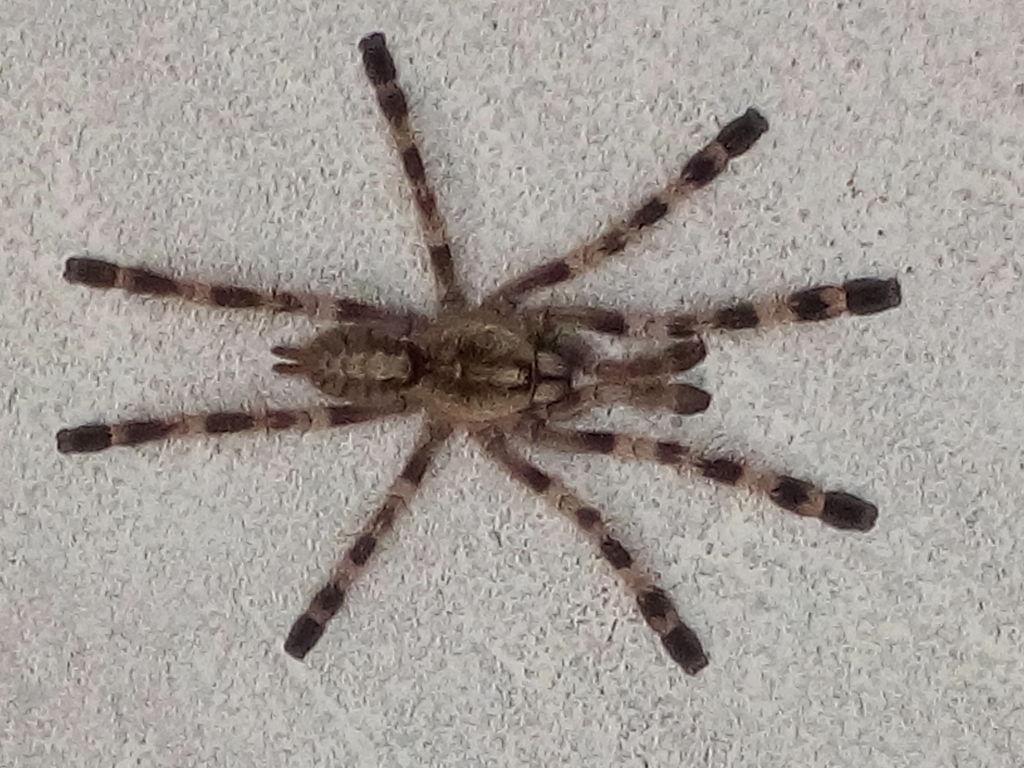 Tiger Ornamental Tarantula from Gariaband, IN-CT, IN on April 9, 2019 ...