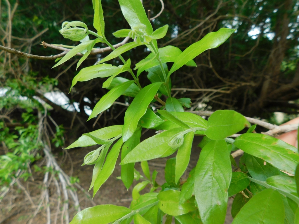 river bushwillow from Lephalale Local Municipality, South Africa on ...