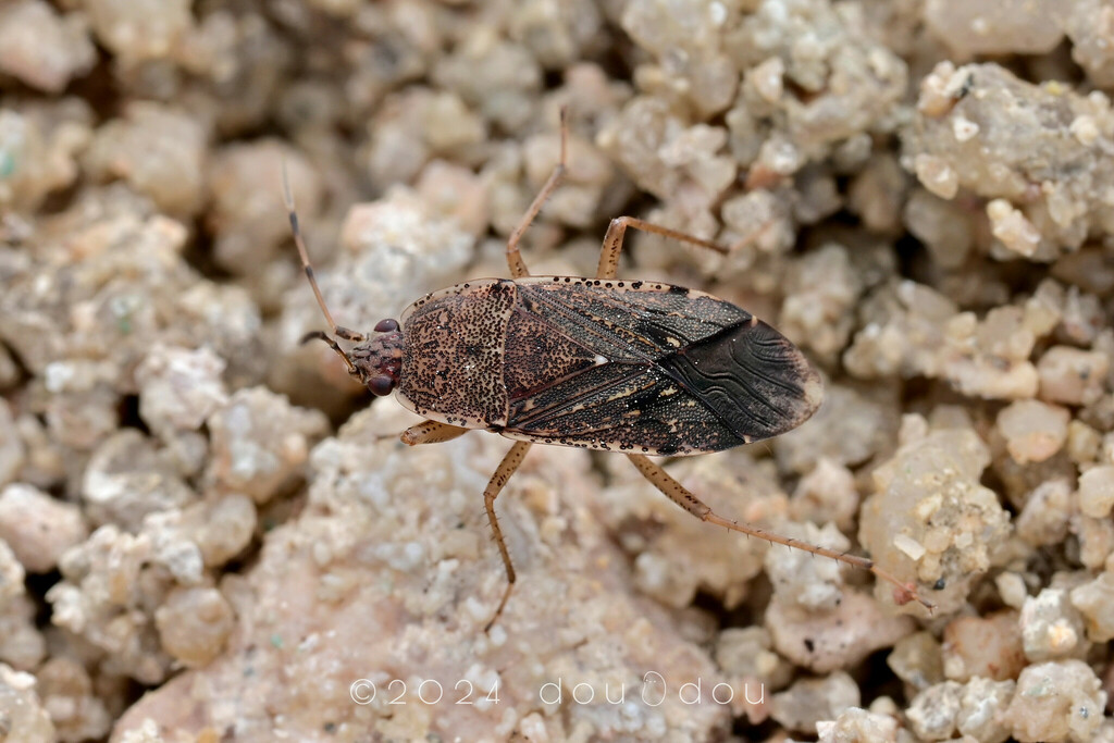 Rhyparothesus dudgeoni from 中国海南省陵水黎族自治县吊罗山 on December 26, 2022 at 09: ...