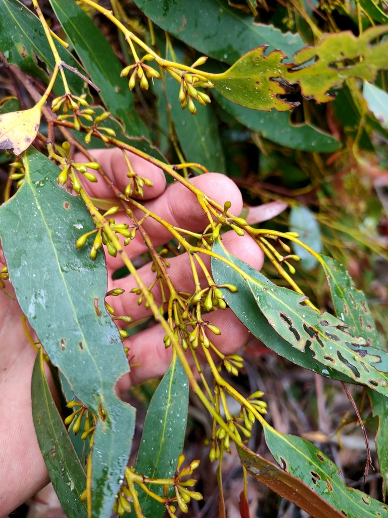 Australian Mountain Ash from Marysville VIC 3779, Australia on January ...