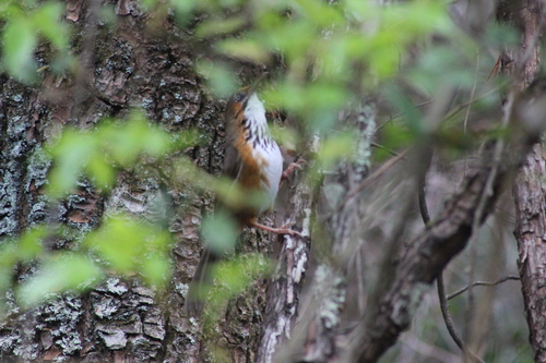 fishingcatt's Identifications · iNaturalist