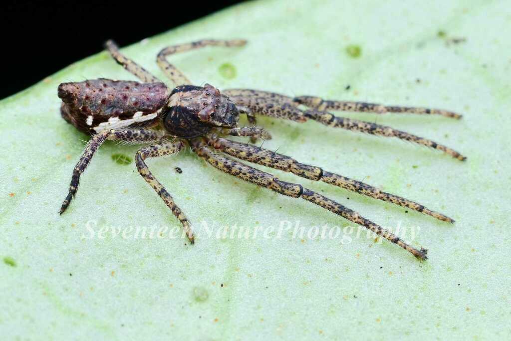 Octopus Spiders from 中国浙江省杭州市临安区 on December 31, 2023 at 10:11 PM by 石柒 ...