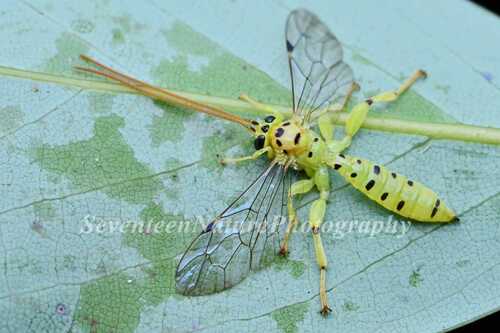 Subspecies Xanthopimpla brachycentra brachycentra · iNaturalist