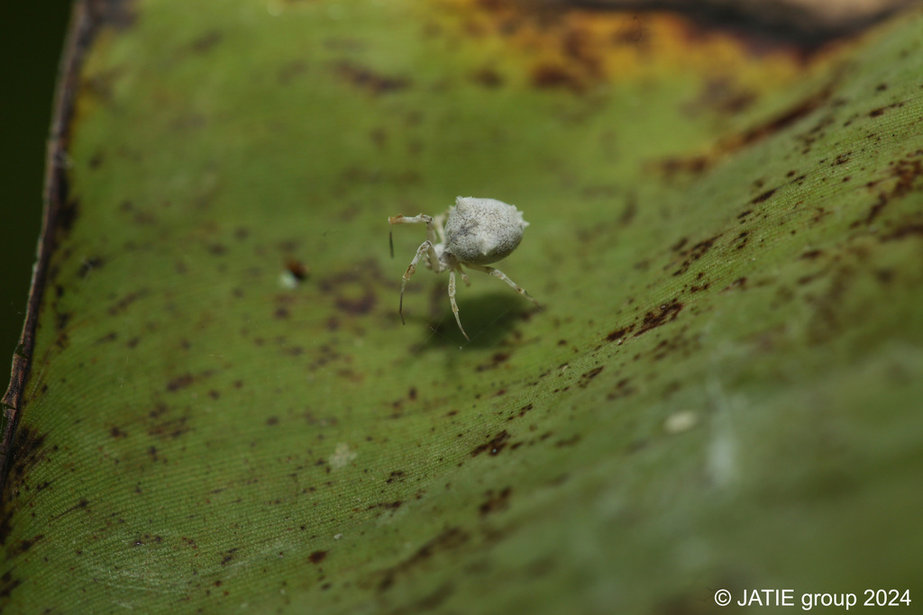 Hackled Orbweavers from Ja-Ela, Sri Lanka on January 3, 2024 at 03:34 ...
