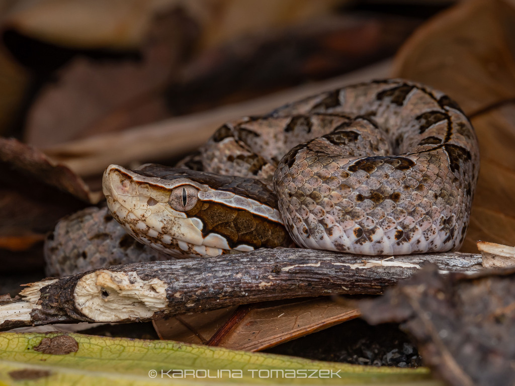 Malayan Pit Viper in December 2023 by Artur Tomaszek · iNaturalist