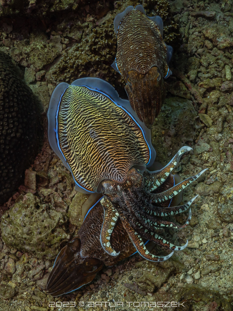 Pharaoh Cuttlefish in December 2023 by Artur Tomaszek · iNaturalist