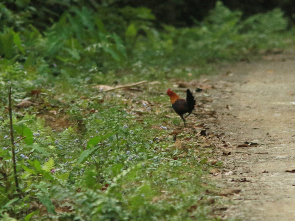 Red Junglefowl from Soraipung Range, Dihing Patkai National Park, Assam ...